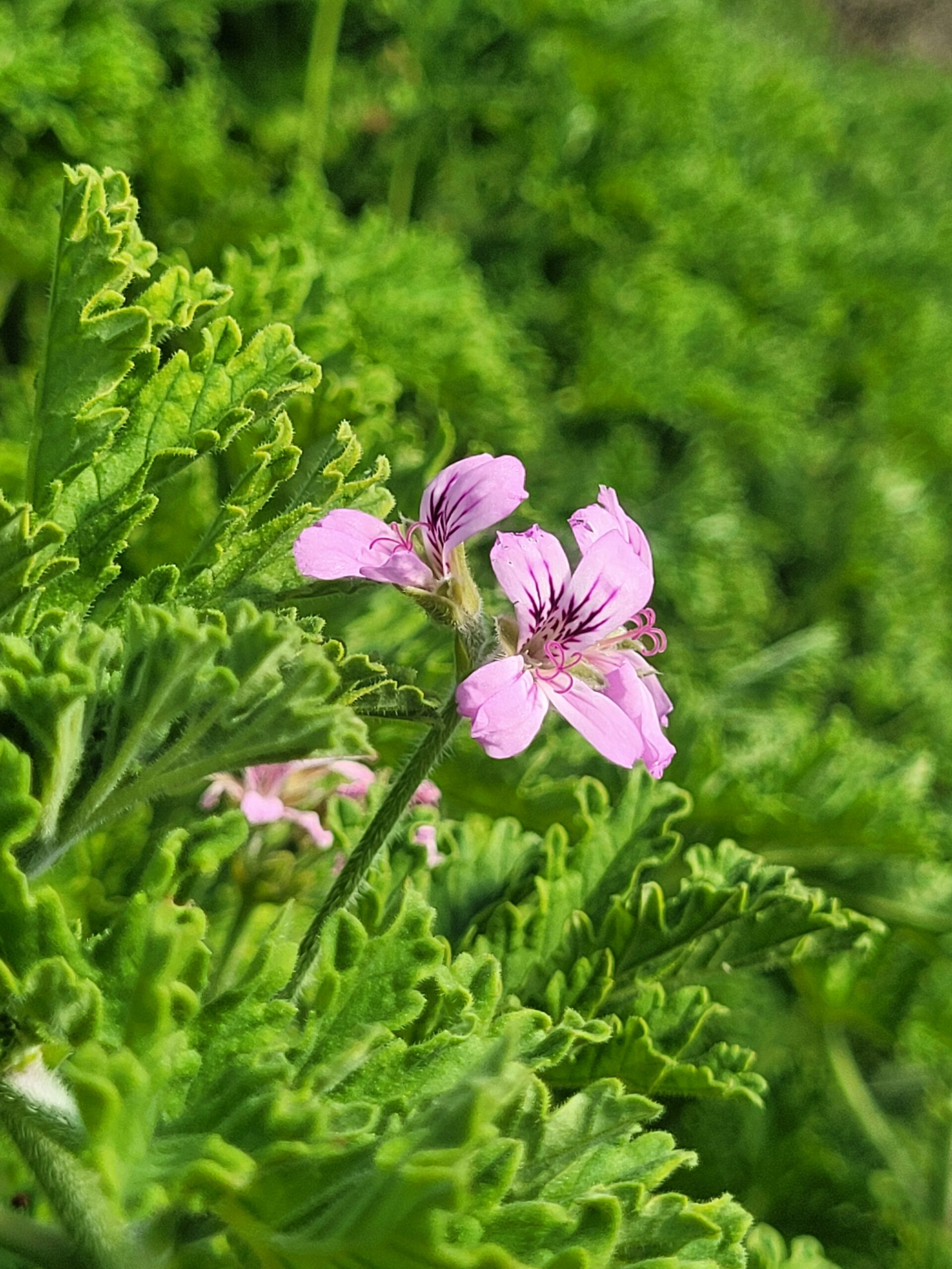 Le Géranium rosat : vertus pour la peau